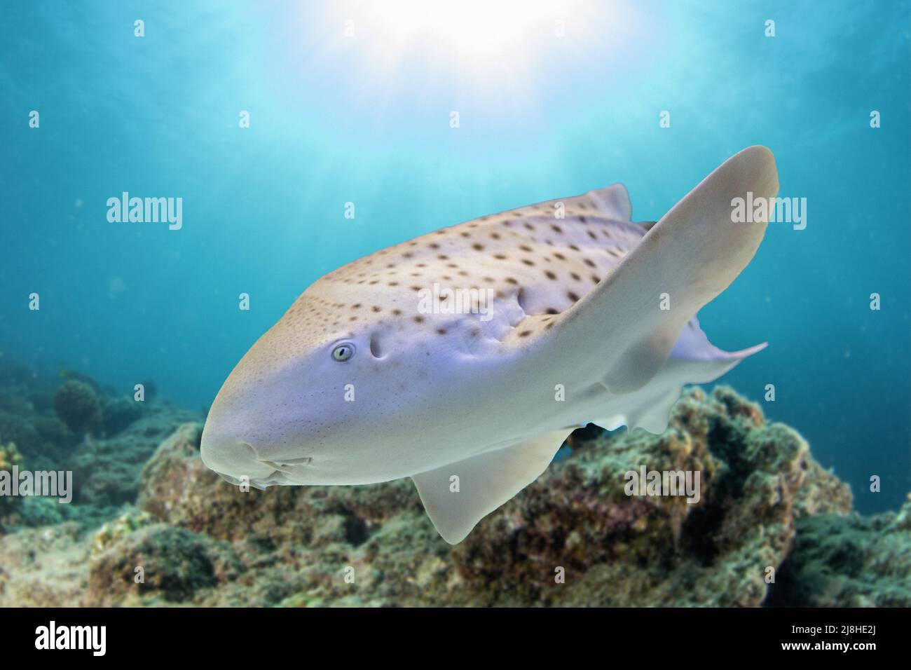 Juvenile zebra shark hi-res stock photography and images - Alamy