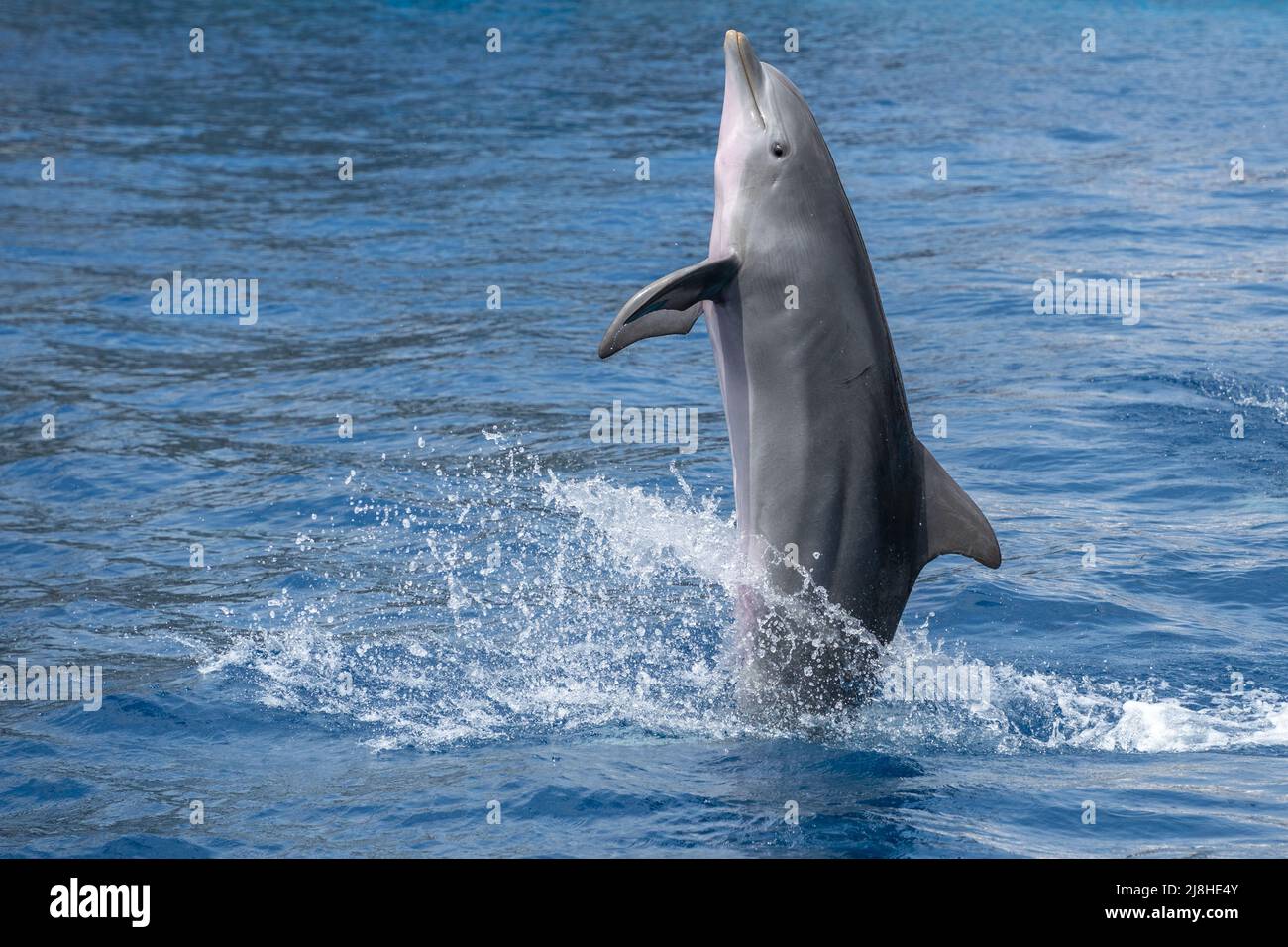 Dolphin swimming back hi-res stock photography and images - Alamy