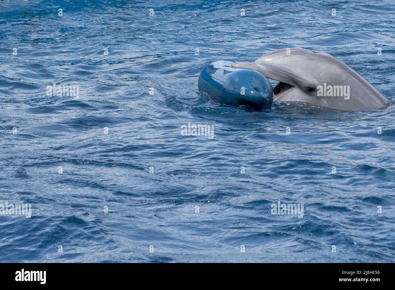 dolphin playing with plastic buoy detail Stock Photo - Alamy