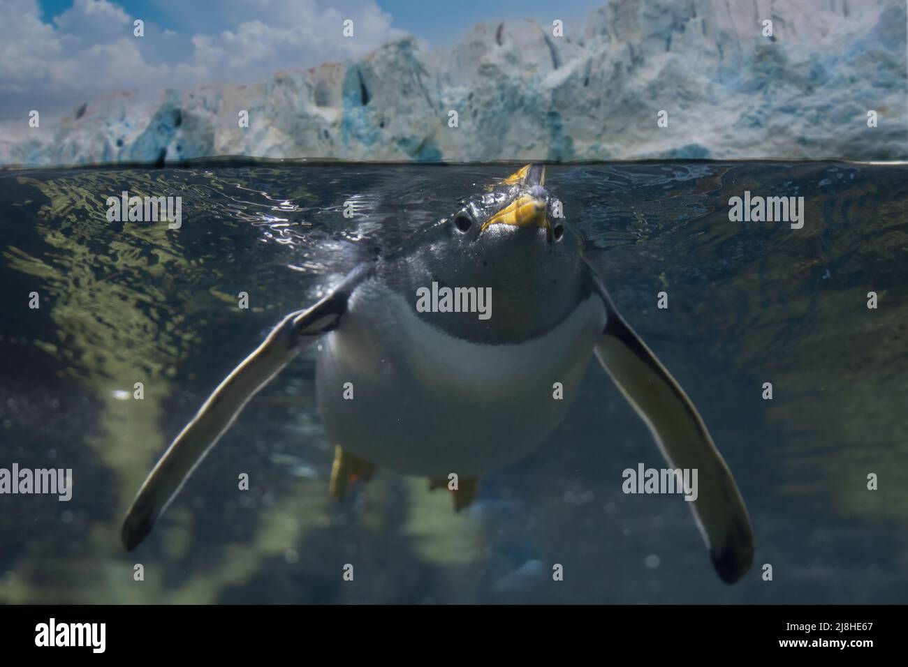 Gentoo penguin swim underwater hi-res stock photography and images - Alamy