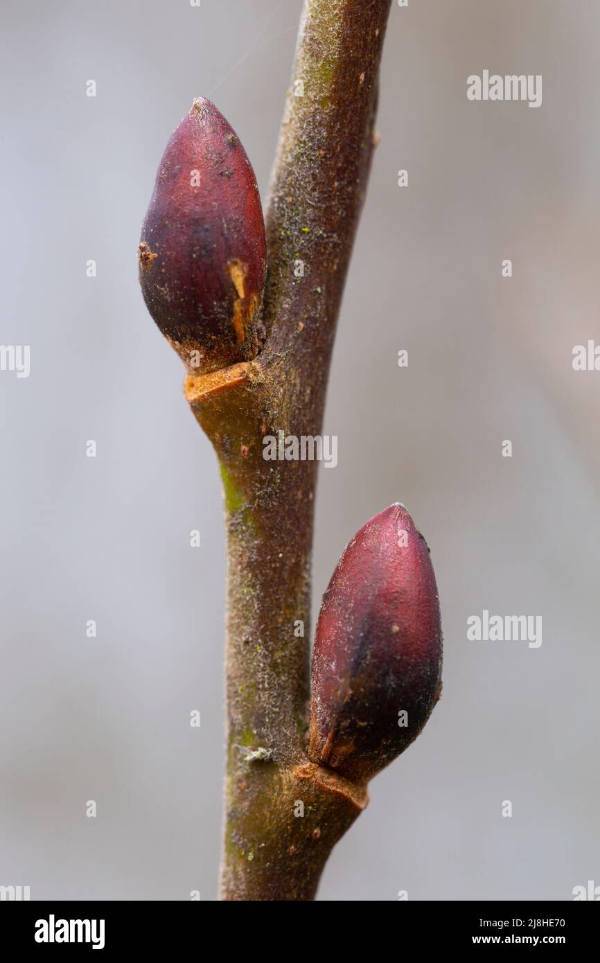 Salix caprea bud Stock Photo - Alamy