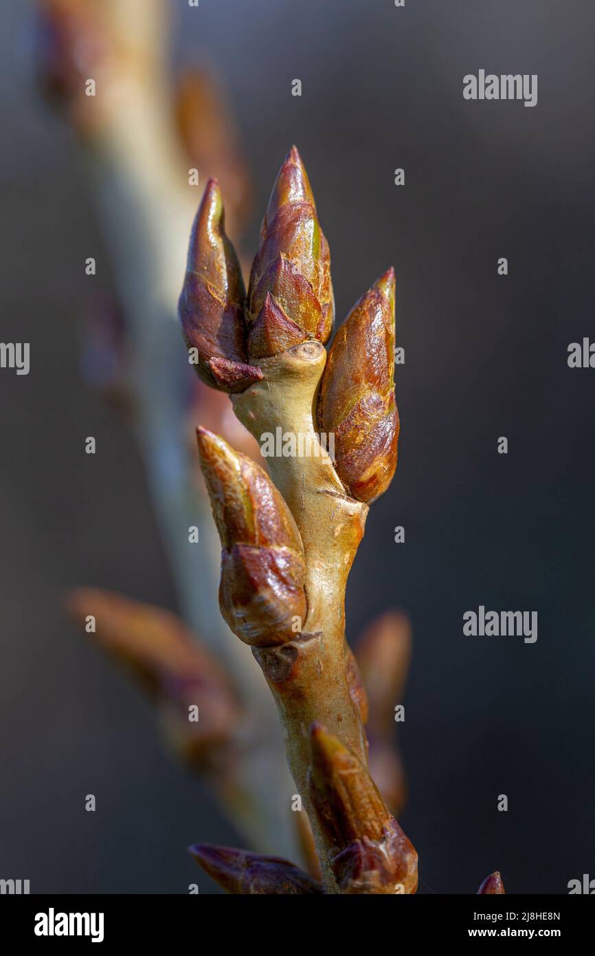 Buds of Populus nigra subsp. betulifolia Stock Photo - Alamy