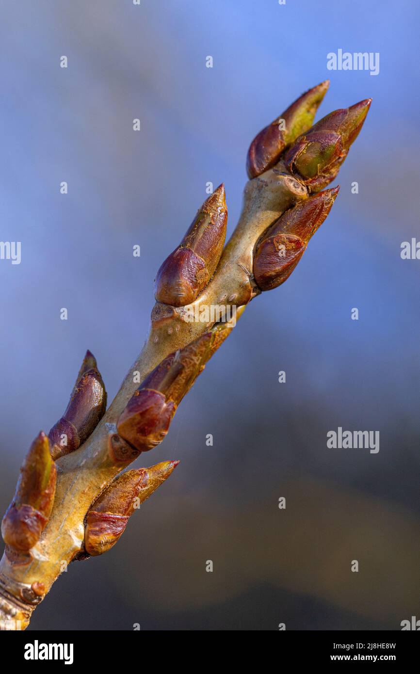 Populus nigra subsp betulifolia hi-res stock photography and images - Alamy