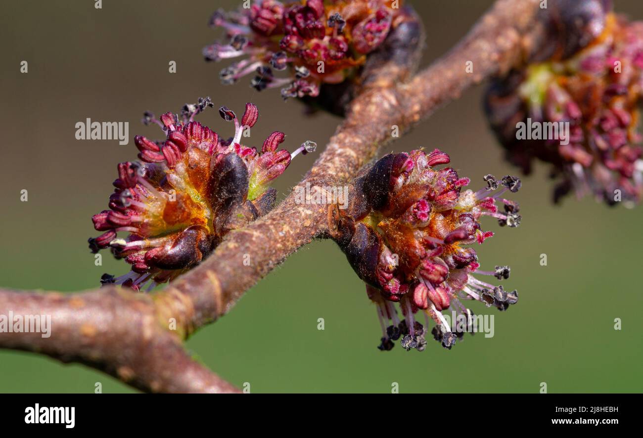 Flowers of Ulmus glabra Stock Photo - Alamy