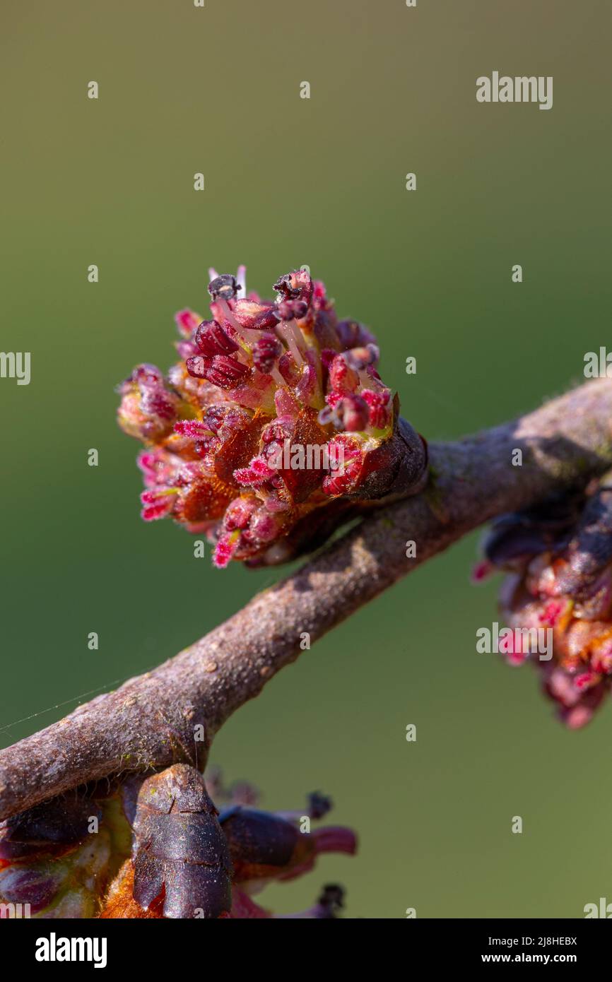 Flowers of Ulmus glabra Stock Photo - Alamy