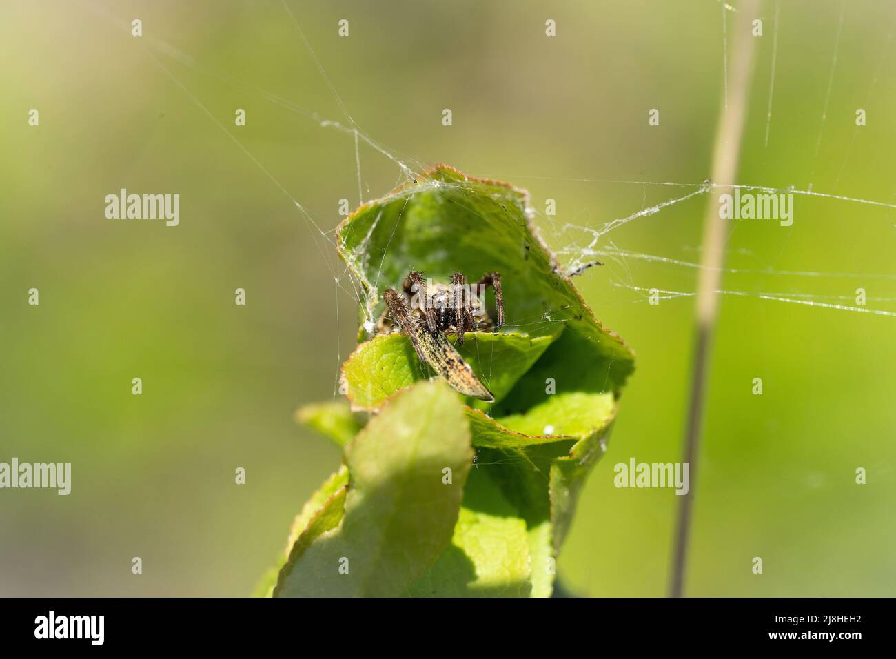A Jumping spider hiding in a nest in a leaf with a prey and a soft ...