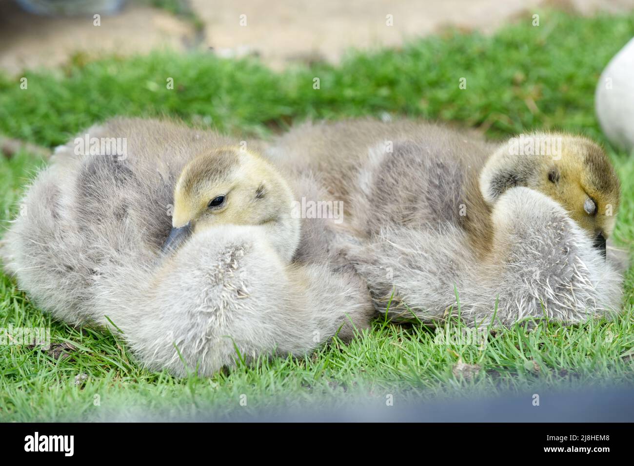 Cute baby goose hi-res stock photography and images - Alamy