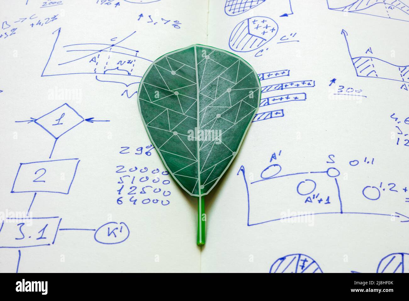 Photosynthesis Leaf Foldable