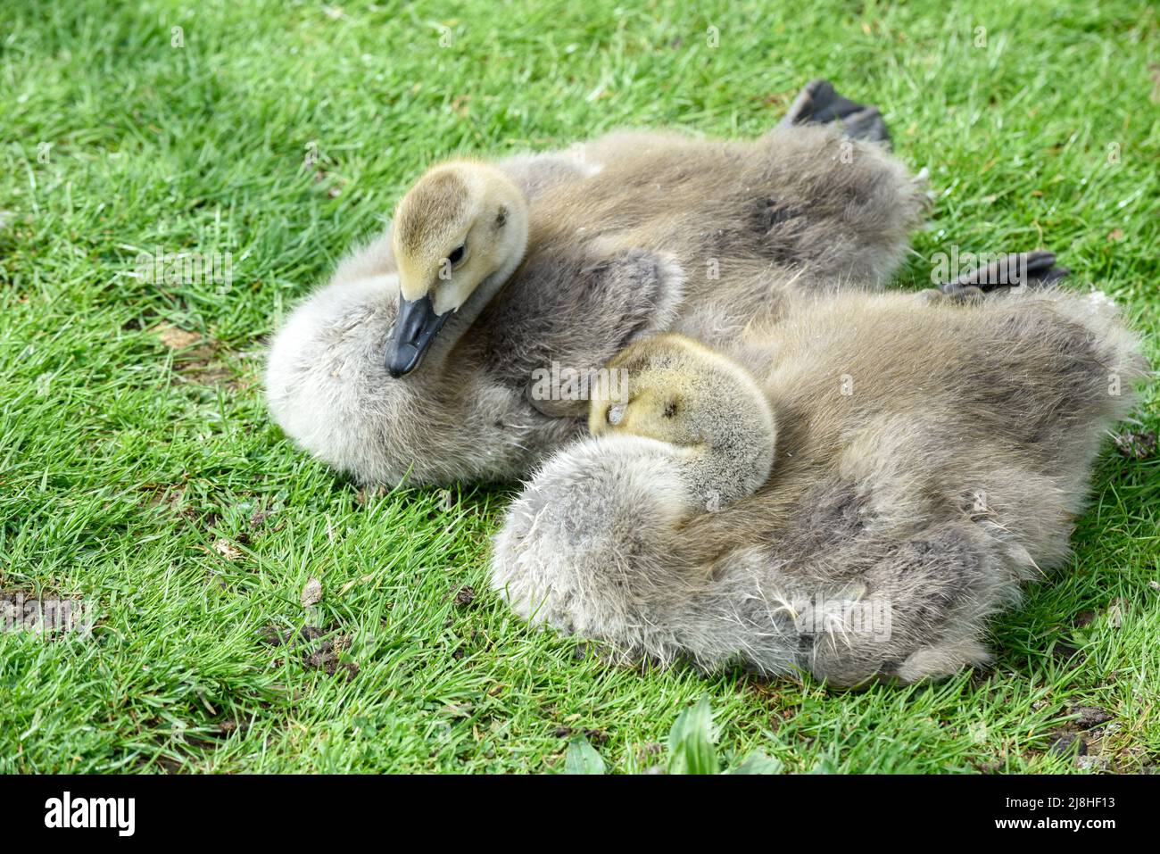 Cute baby goose chicks are goslings on a spring day Stock Photo - Alamy
