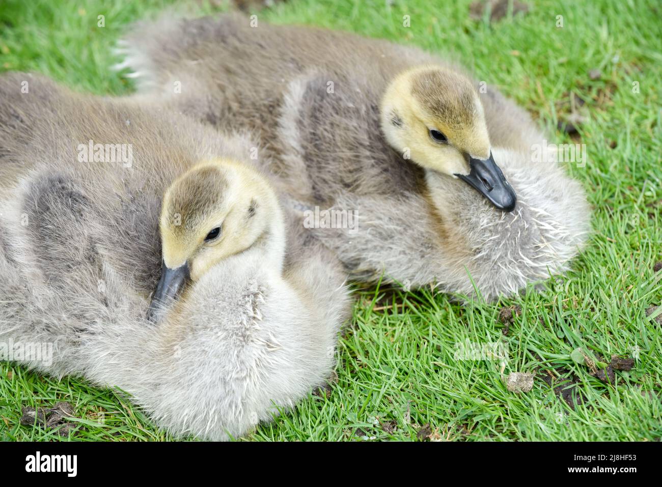 Cute baby goose chicks are goslings on a spring day Stock Photo - Alamy