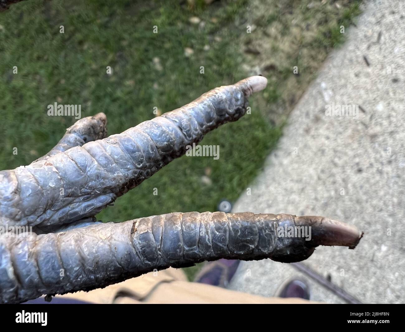 Close-up of the foot and toenails of a backyard chicken, Lafayette ...