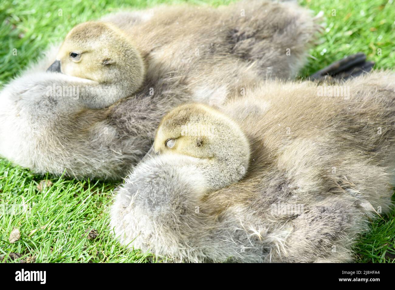 Cute baby goose hi-res stock photography and images - Alamy