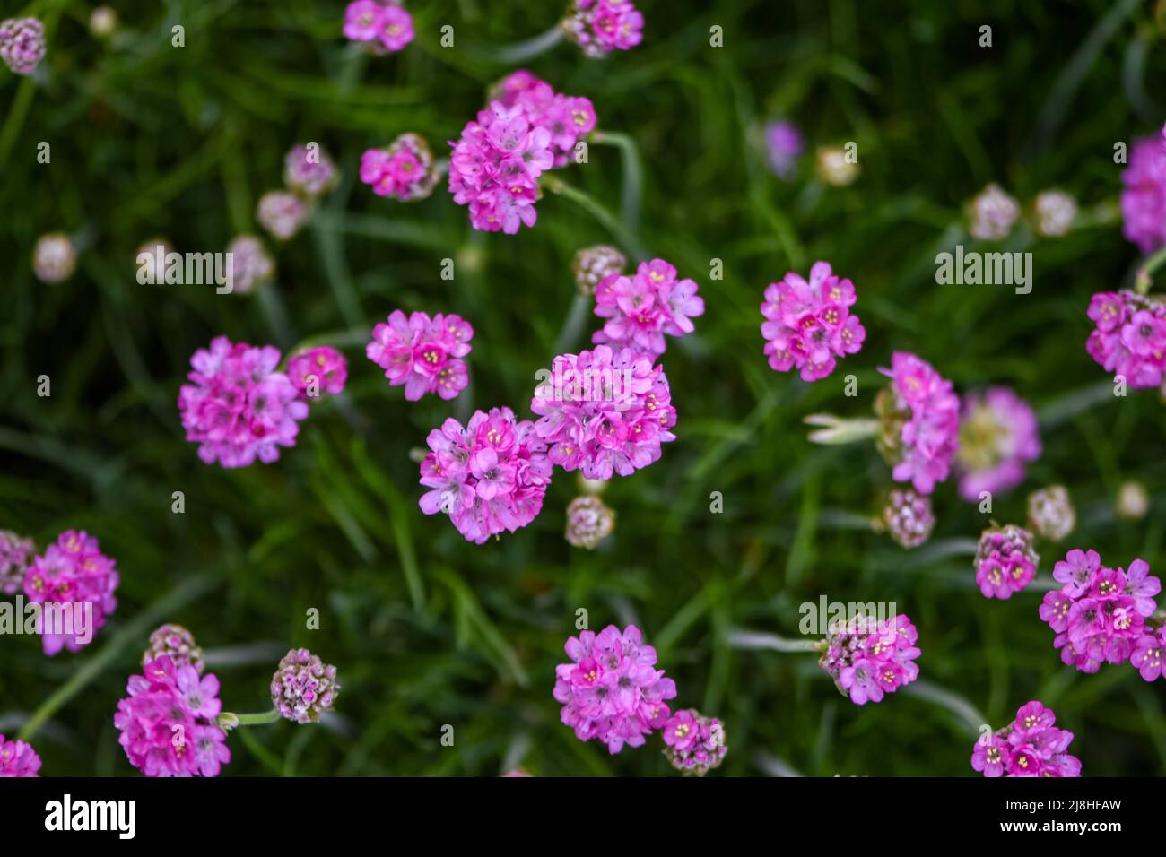 Beautiful blooming pink Armeria alpina flowers in the garden Stock ...