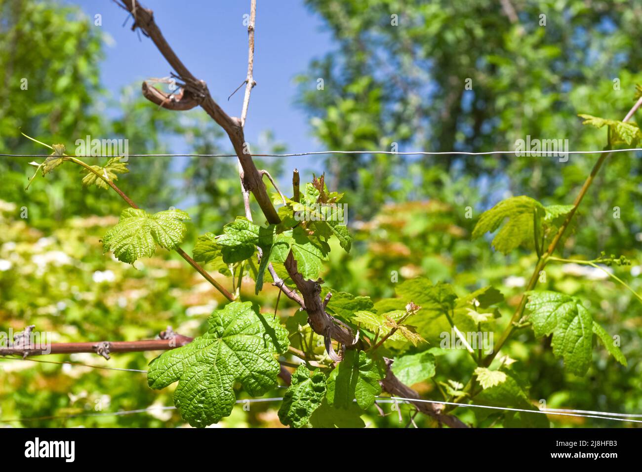 Young shoots of grapes in a garden plot Stock Photo - Alamy