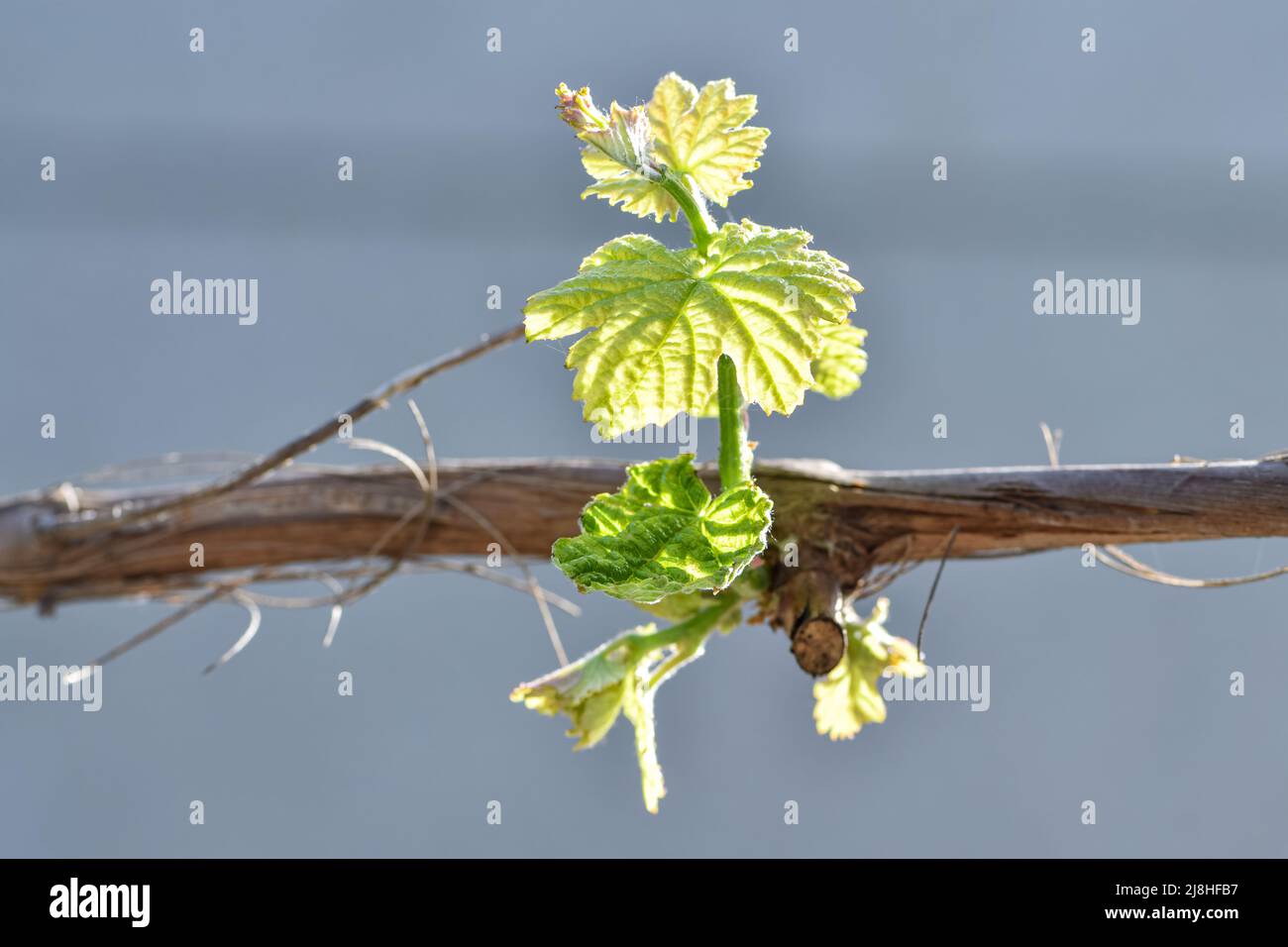 Young shoots of grapes in a garden plot Stock Photo - Alamy