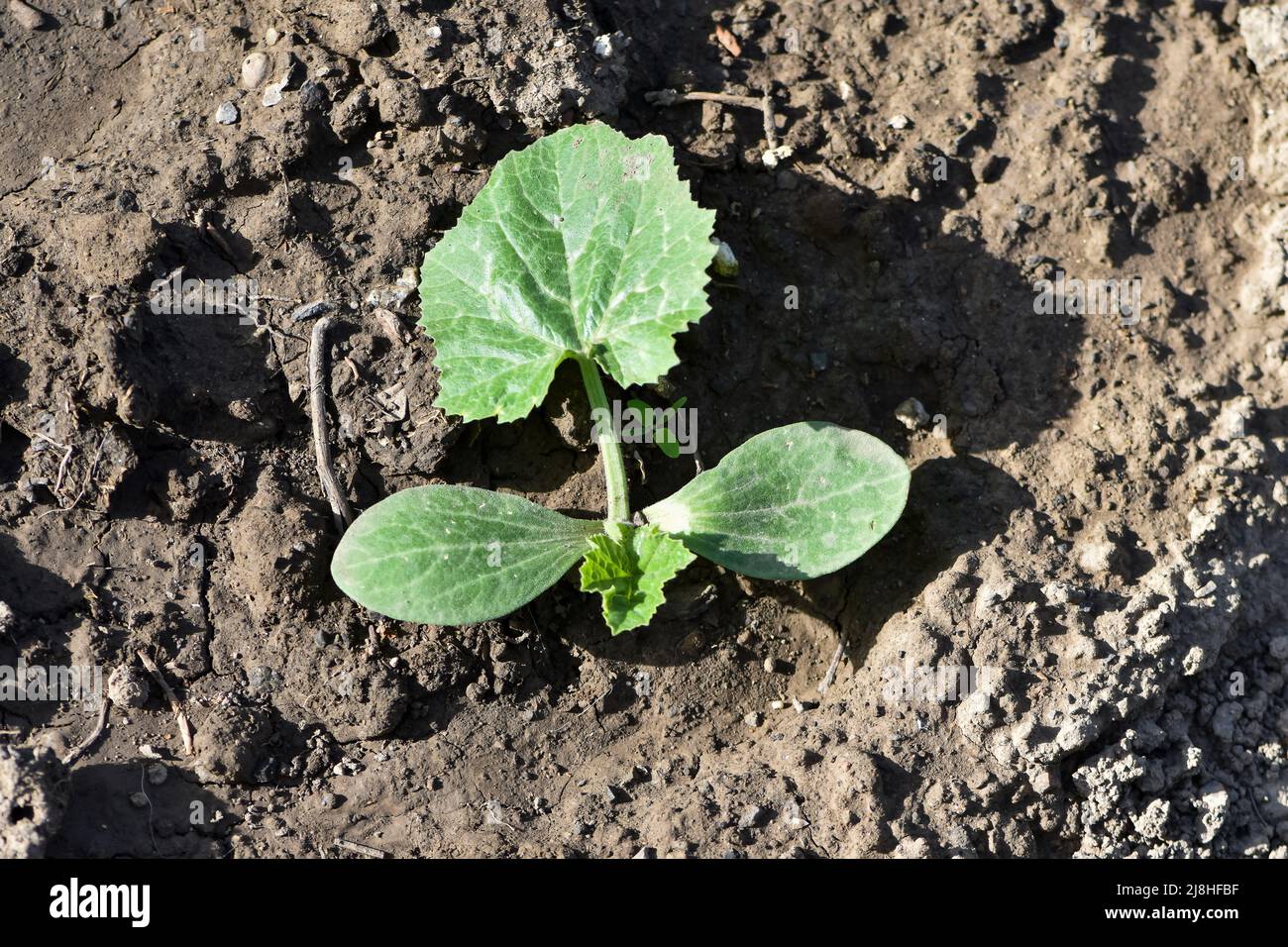 Young and fresh pumpkin sprouts in the garden plot Stock Photo - Alamy