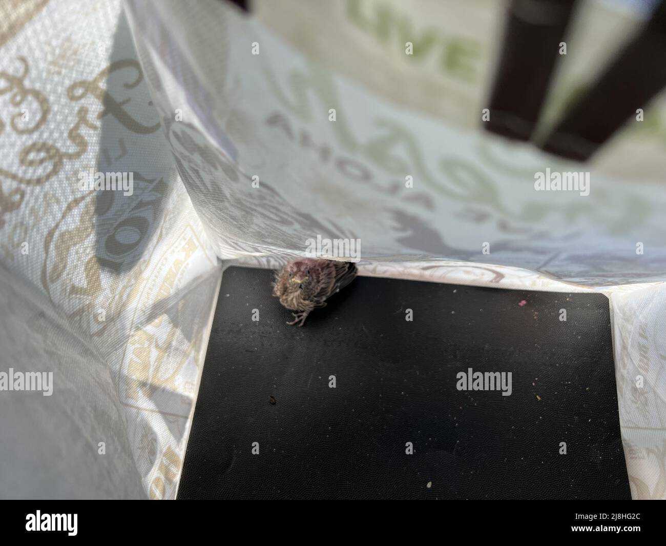 Orphaned and dehydrated house finch fledgling during transport to ...