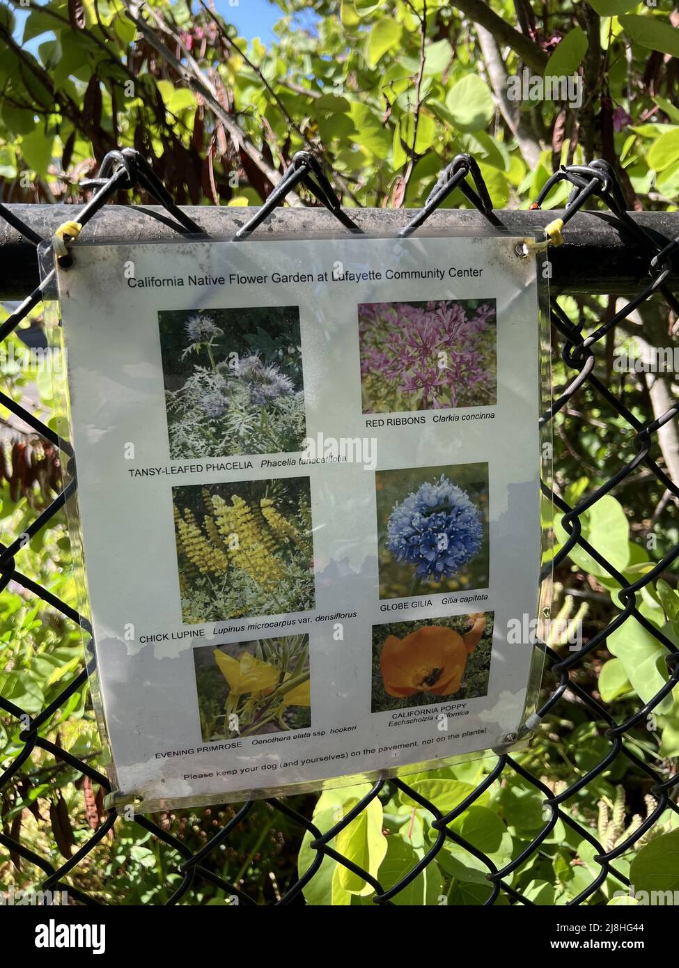 Printed and laminated native plant identification guide at Lafayette ...