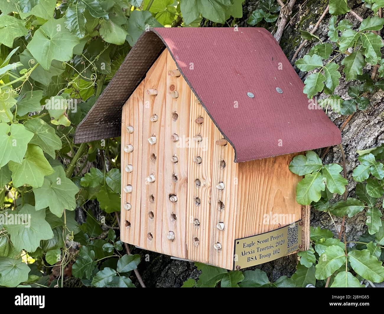 Native bee home at Lafayette Community Center, Lafayette, California ...