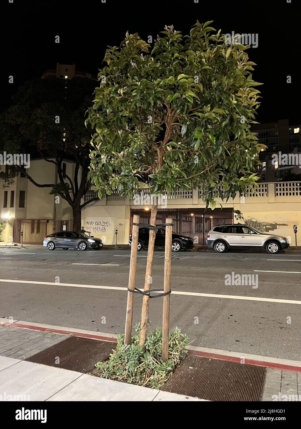 Urban tree at night on Franklin Street in San Francisco, California ...
