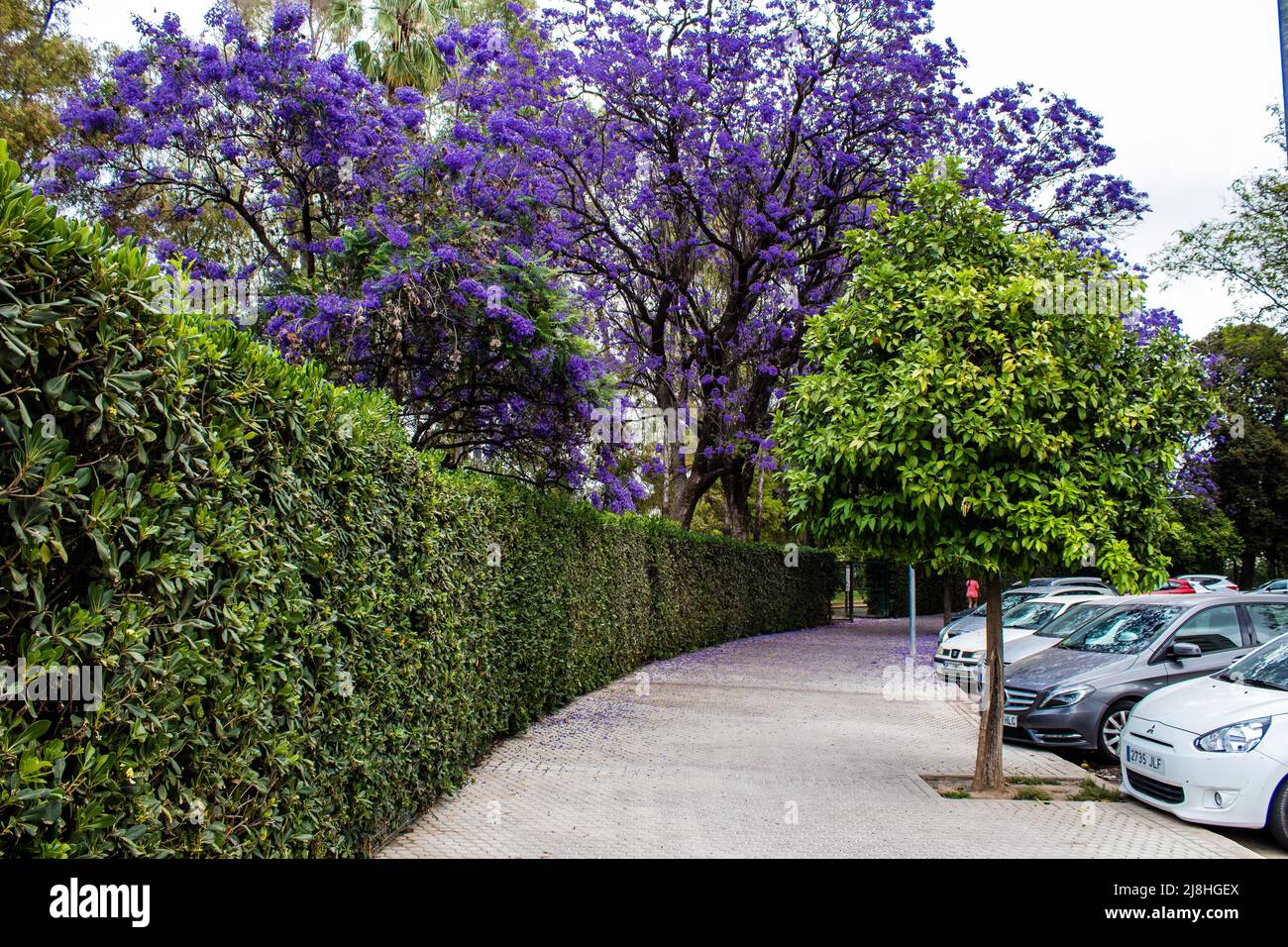 Seville, Spain - May 16, 2022 Cityscape and architecture of Seville, an ...