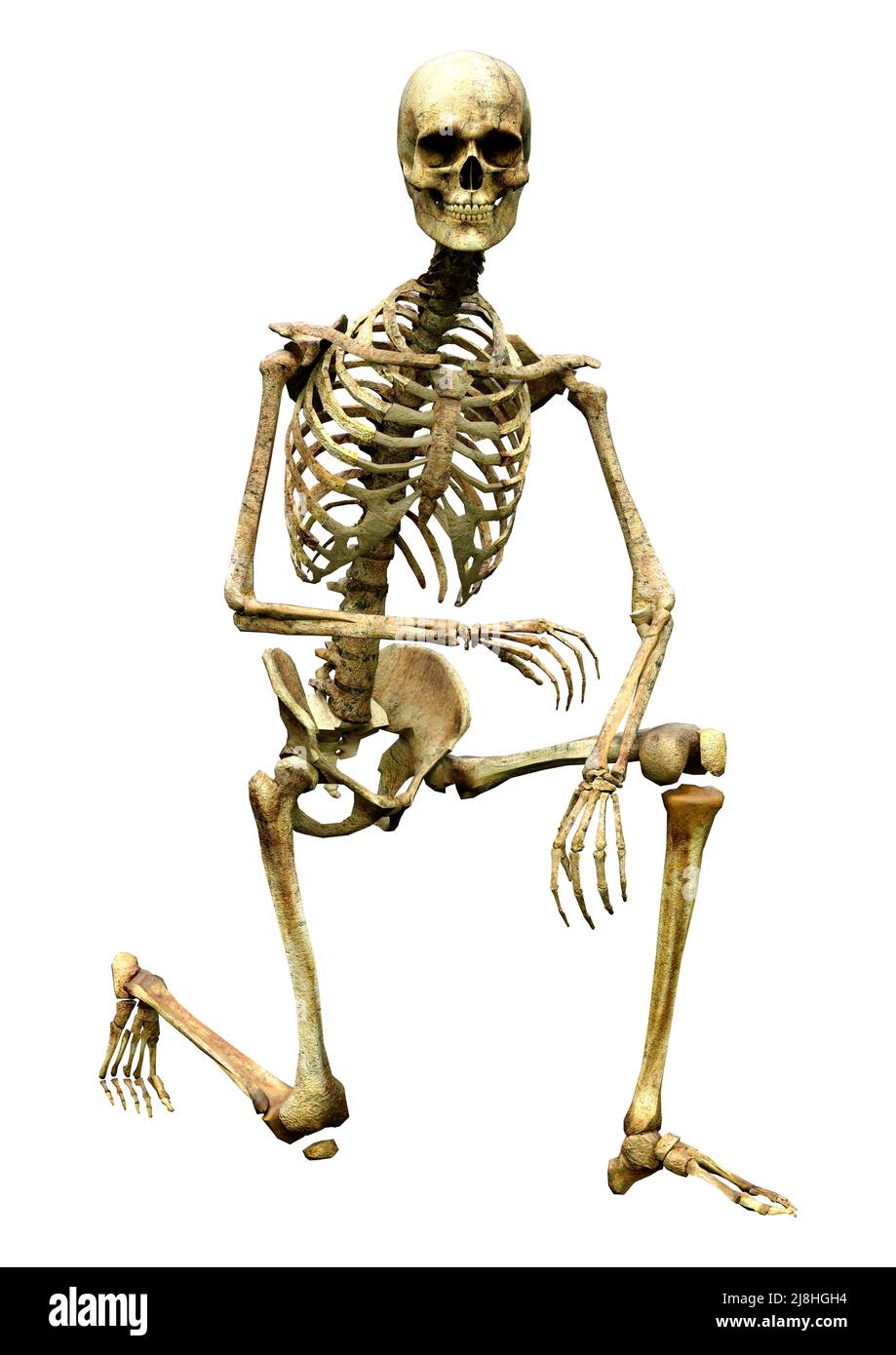 3D rendering of a human skeleton isolated on white background Stock ...