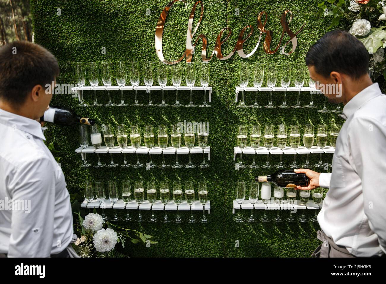 The waiter pours champagne into a glass. Row of wine glasses on a green ...