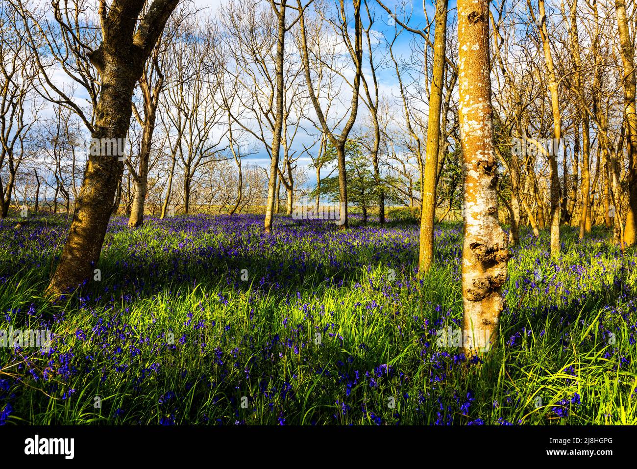 Spring weather scotland woods hi-res stock photography and images - Alamy
