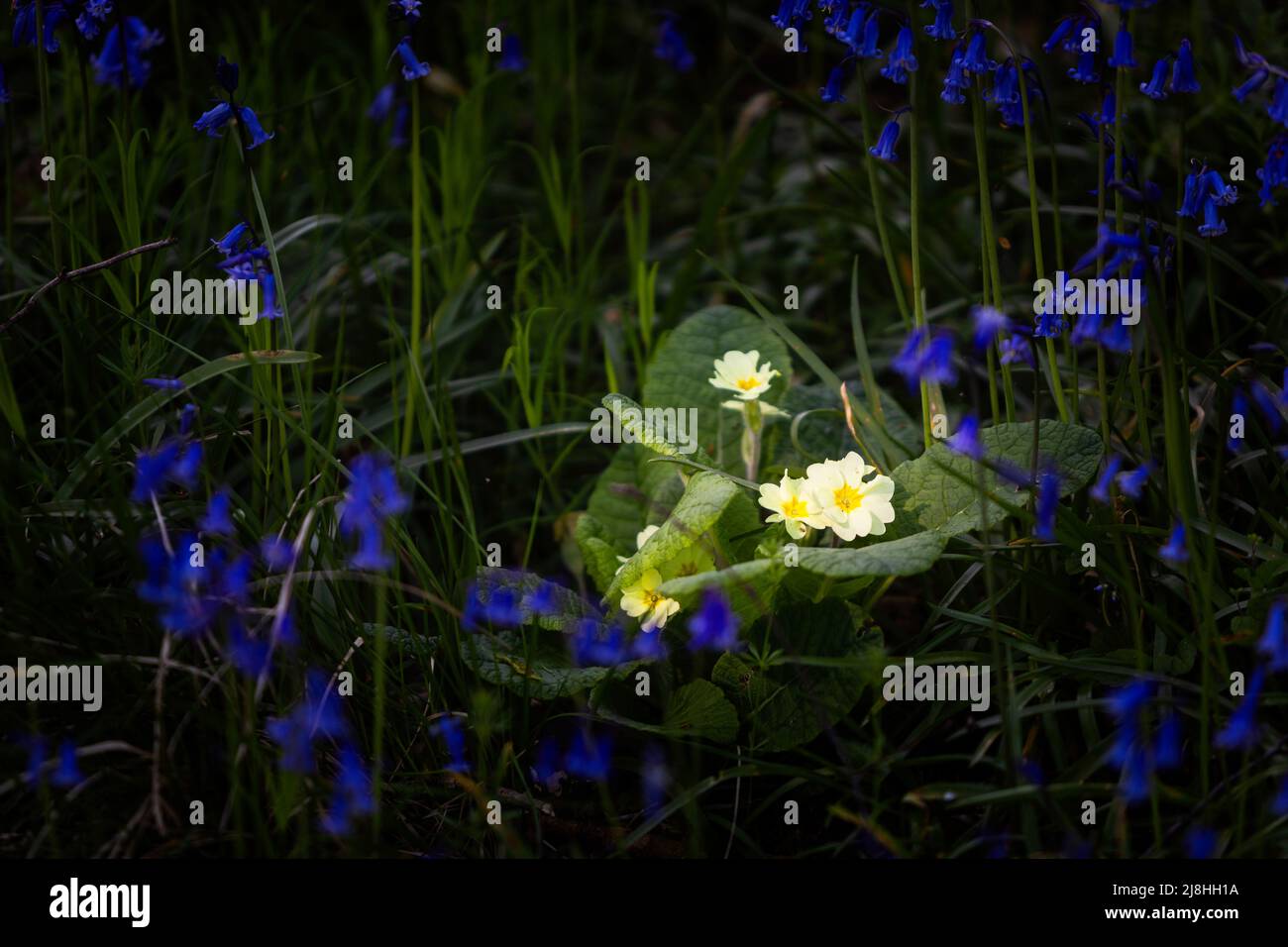 Spring weather scotland woods hi-res stock photography and images - Alamy