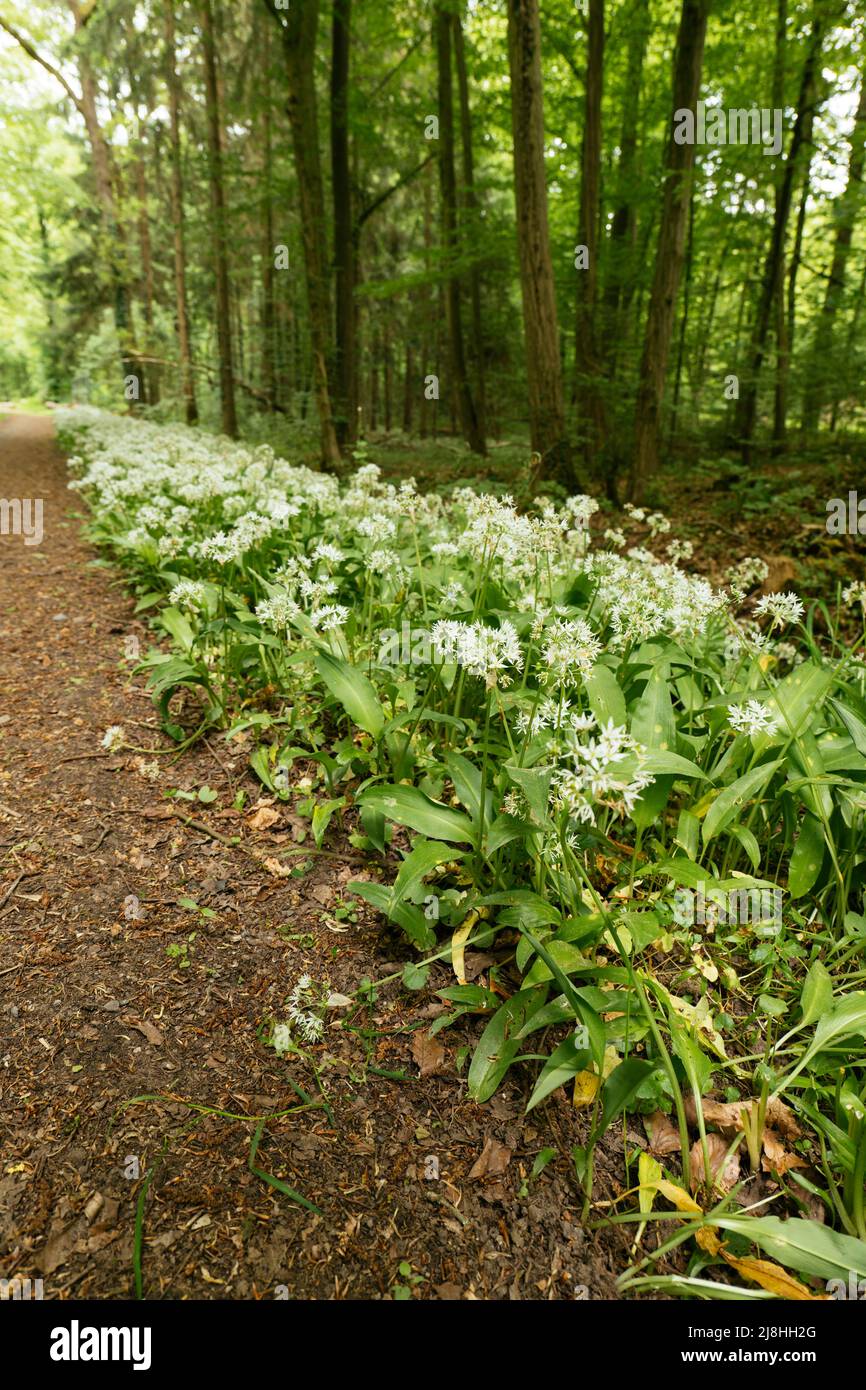 Wild garlic flowering hi-res stock photography and images - Alamy