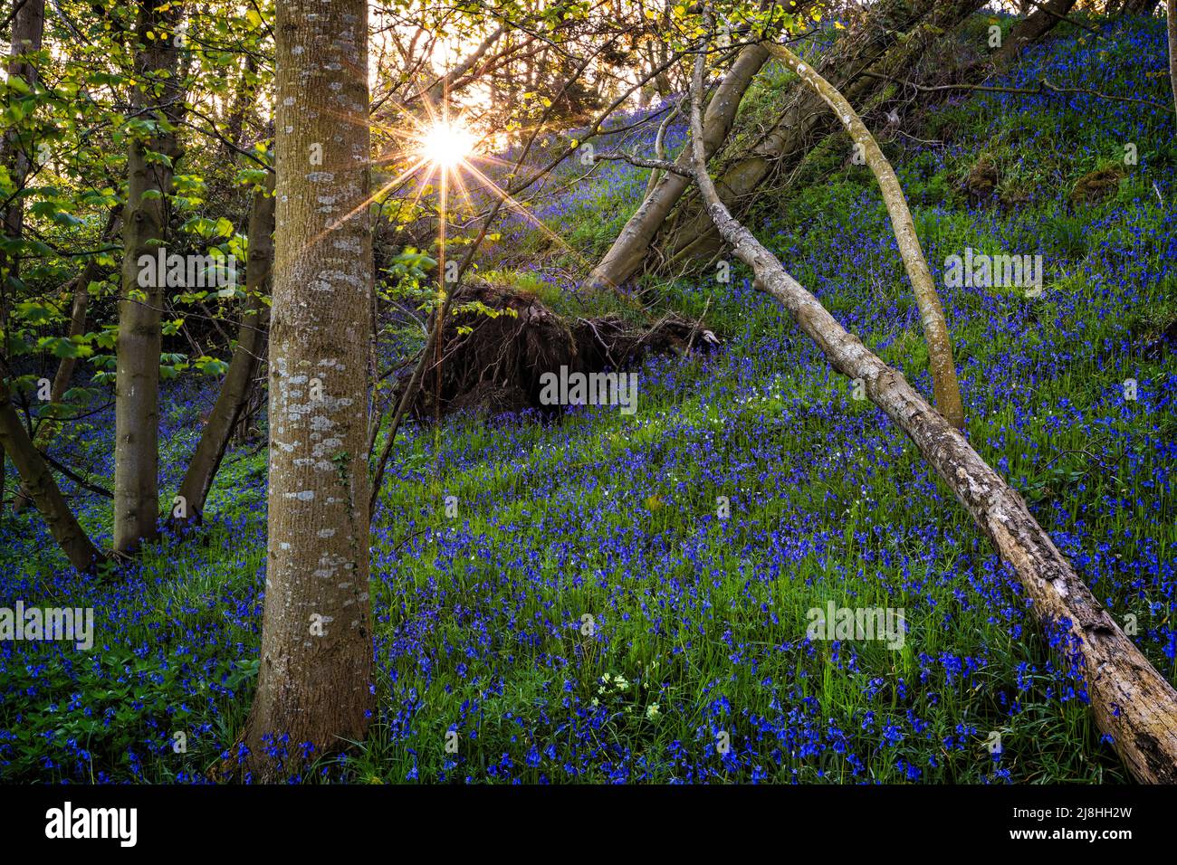 Bluebells in Spring Stock Photo - Alamy