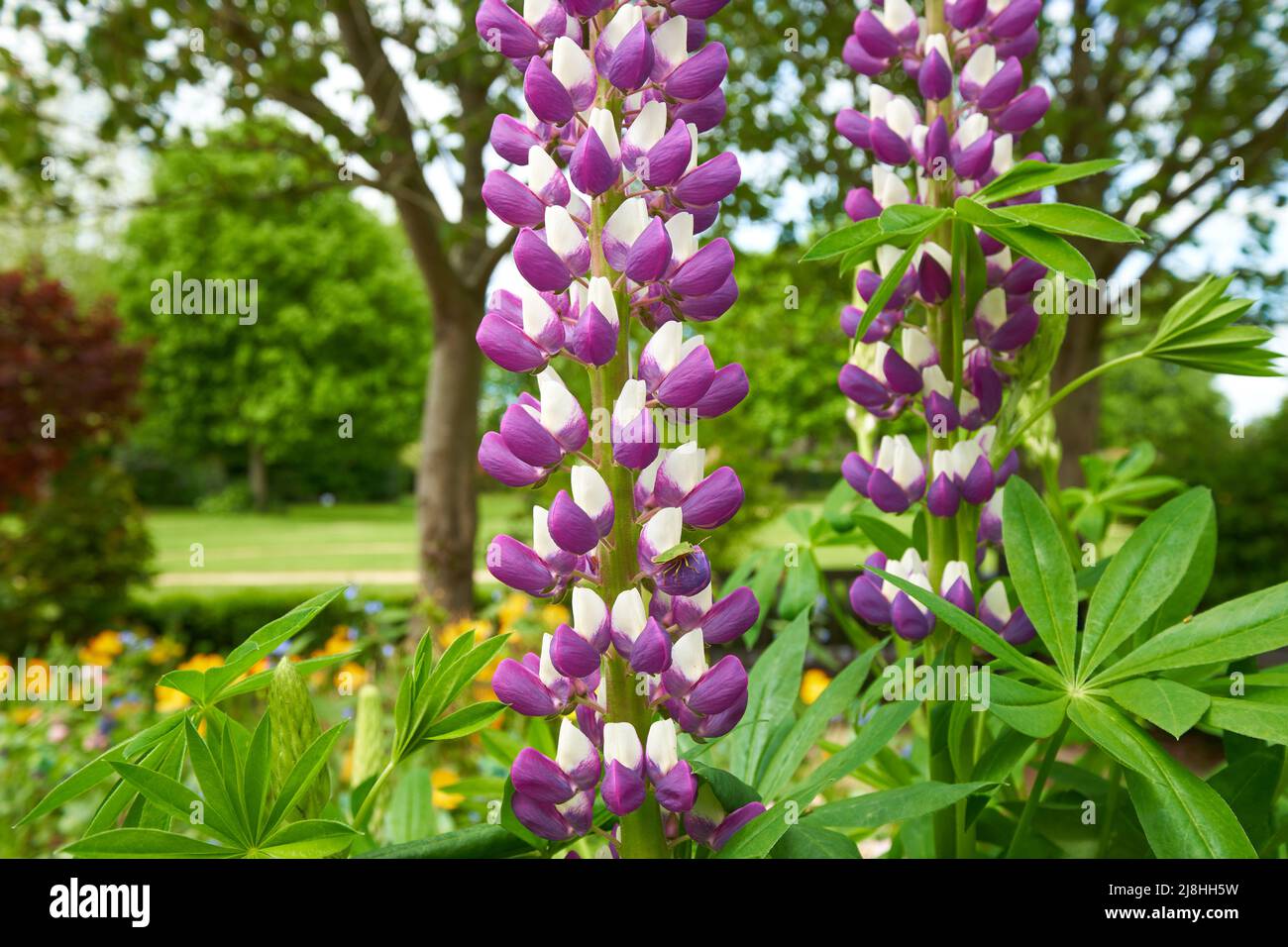 Purple upright flowers in a garden Stock Photo - Alamy