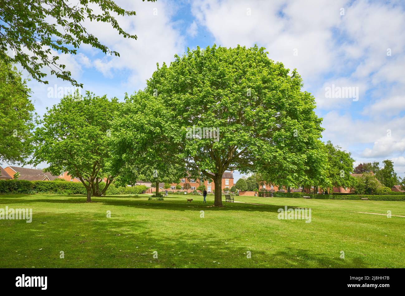 Tree spotting hi-res stock photography and images - Alamy