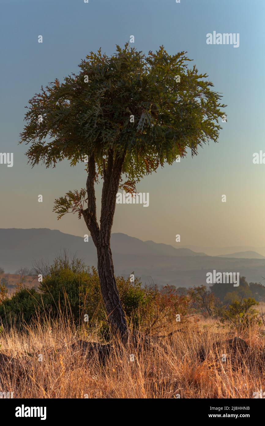 Lone cabbage tree in Magaliesberg South Africa Stock Photo - Alamy