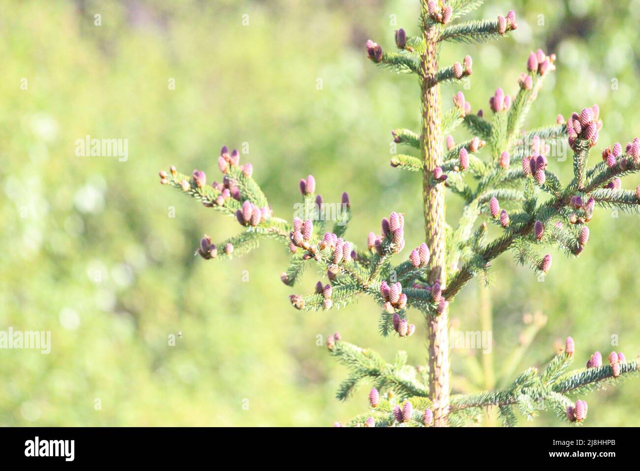 Pink cones hi-res stock photography and images - Alamy