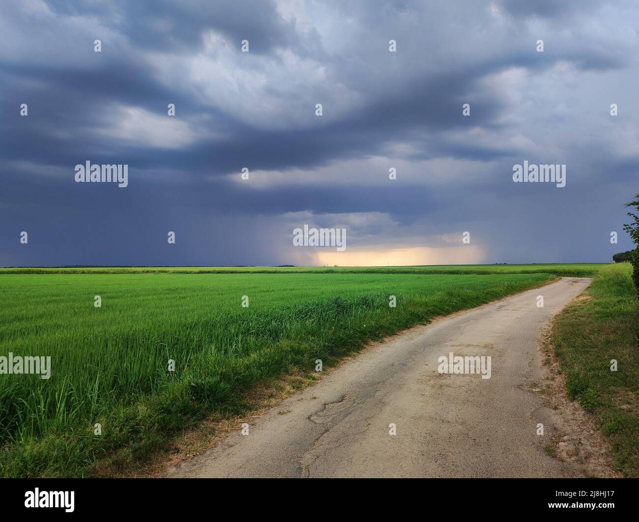 A beautiful storm cell on the horizon, with rain falling on a wheat ...