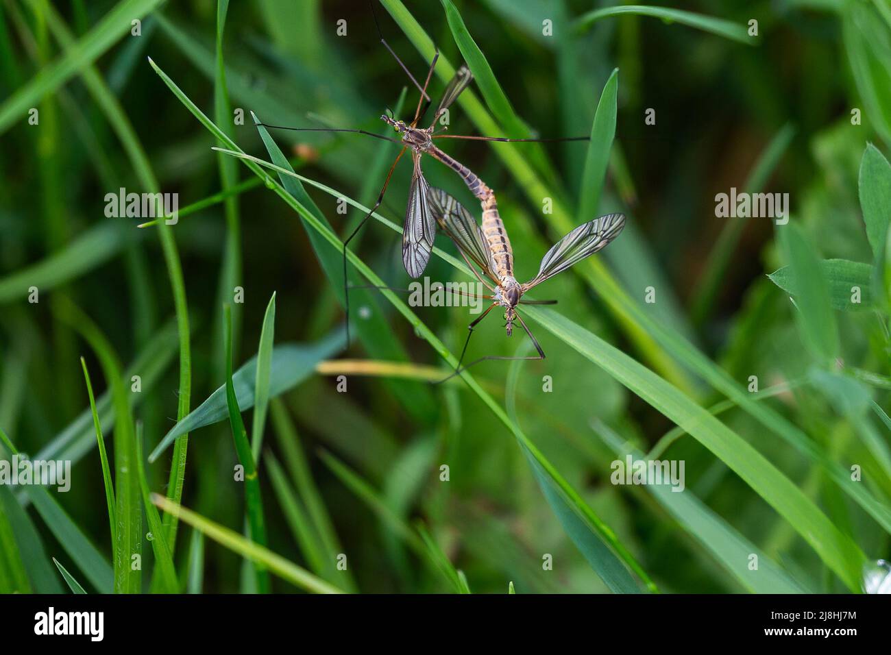 Mating crane flies Stock Photo - Alamy