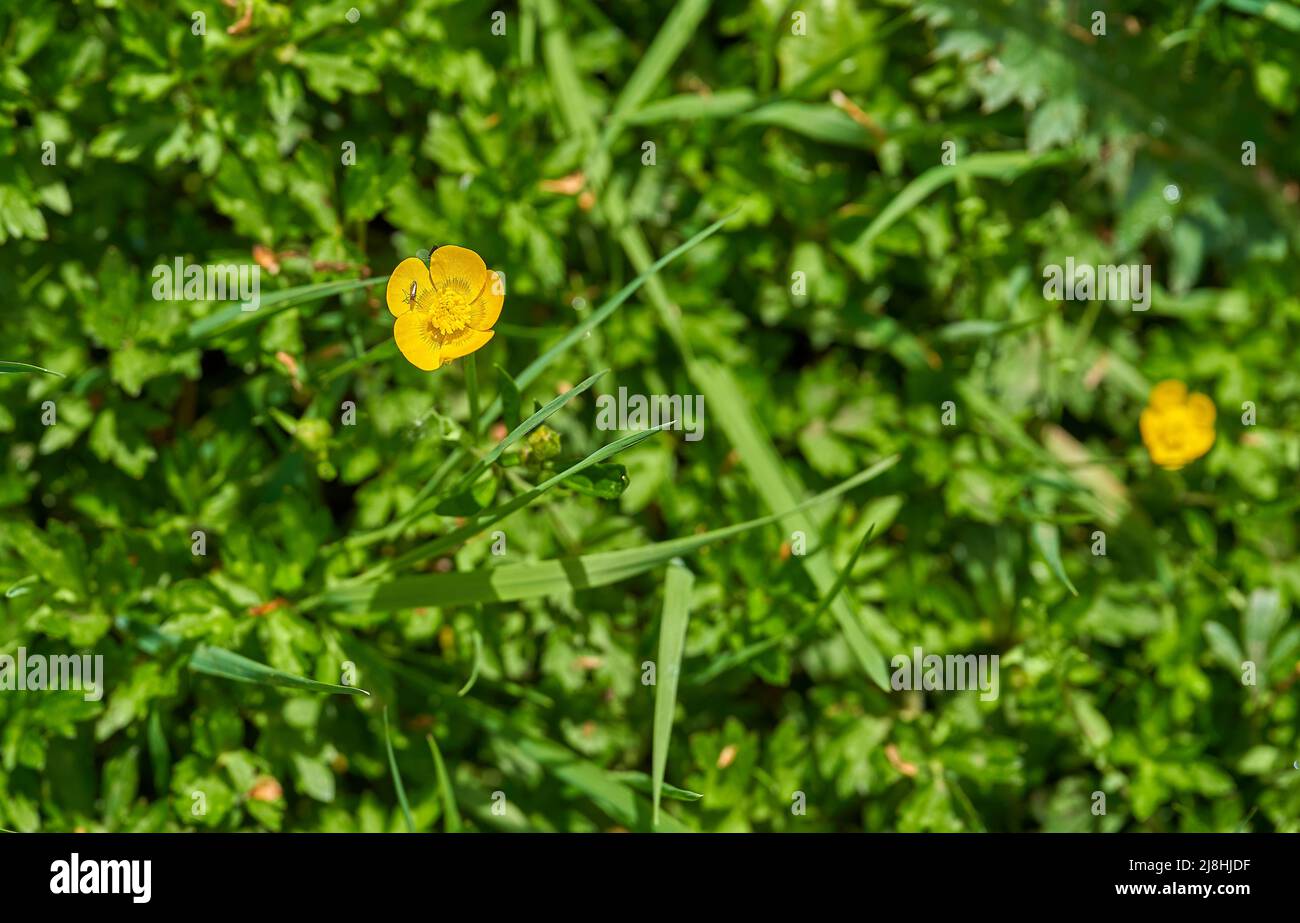 Buttercups backdrop hi-res stock photography and images - Alamy
