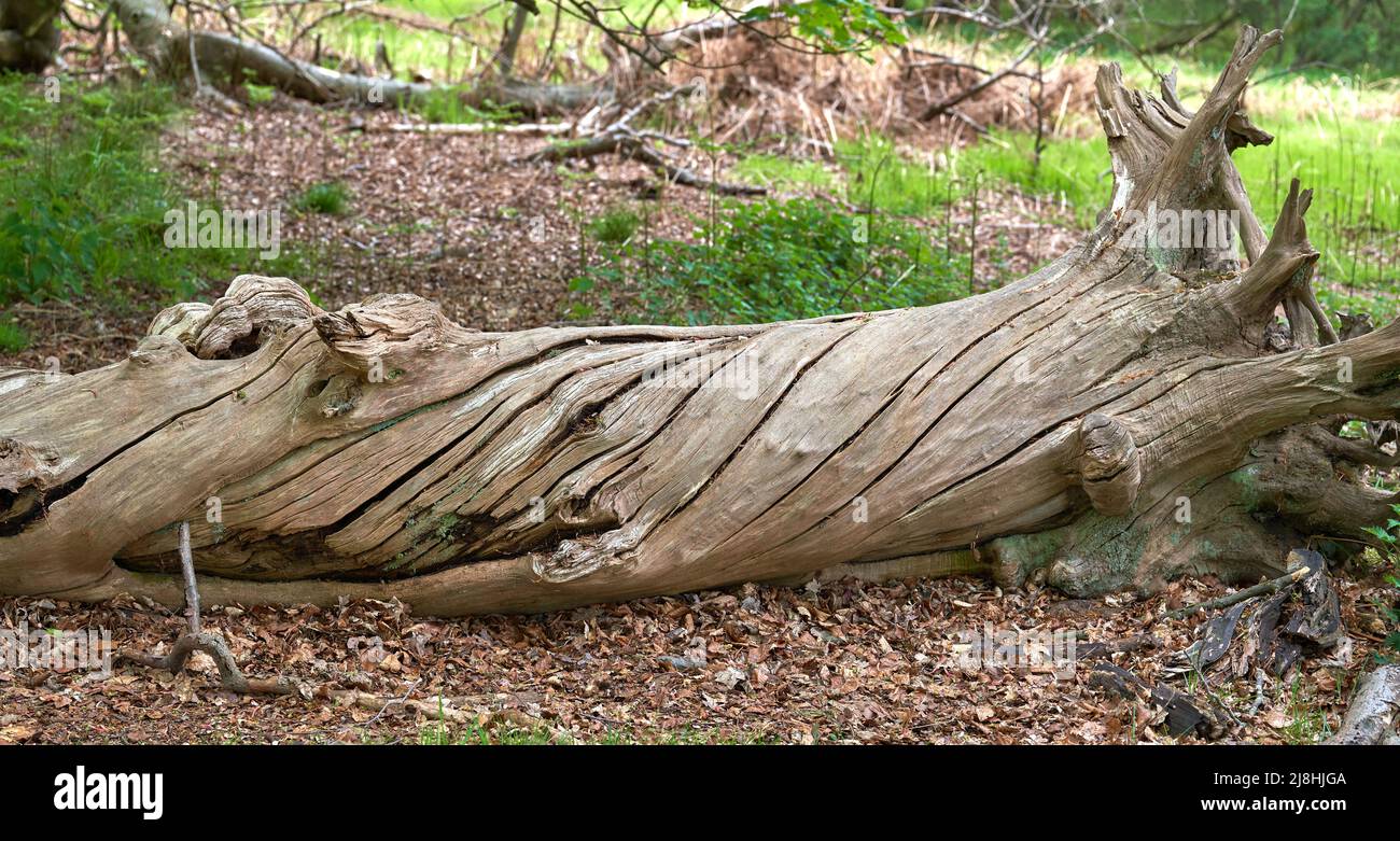 Old fallen tree trunk showing twisted fracture lines Stock Photo - Alamy