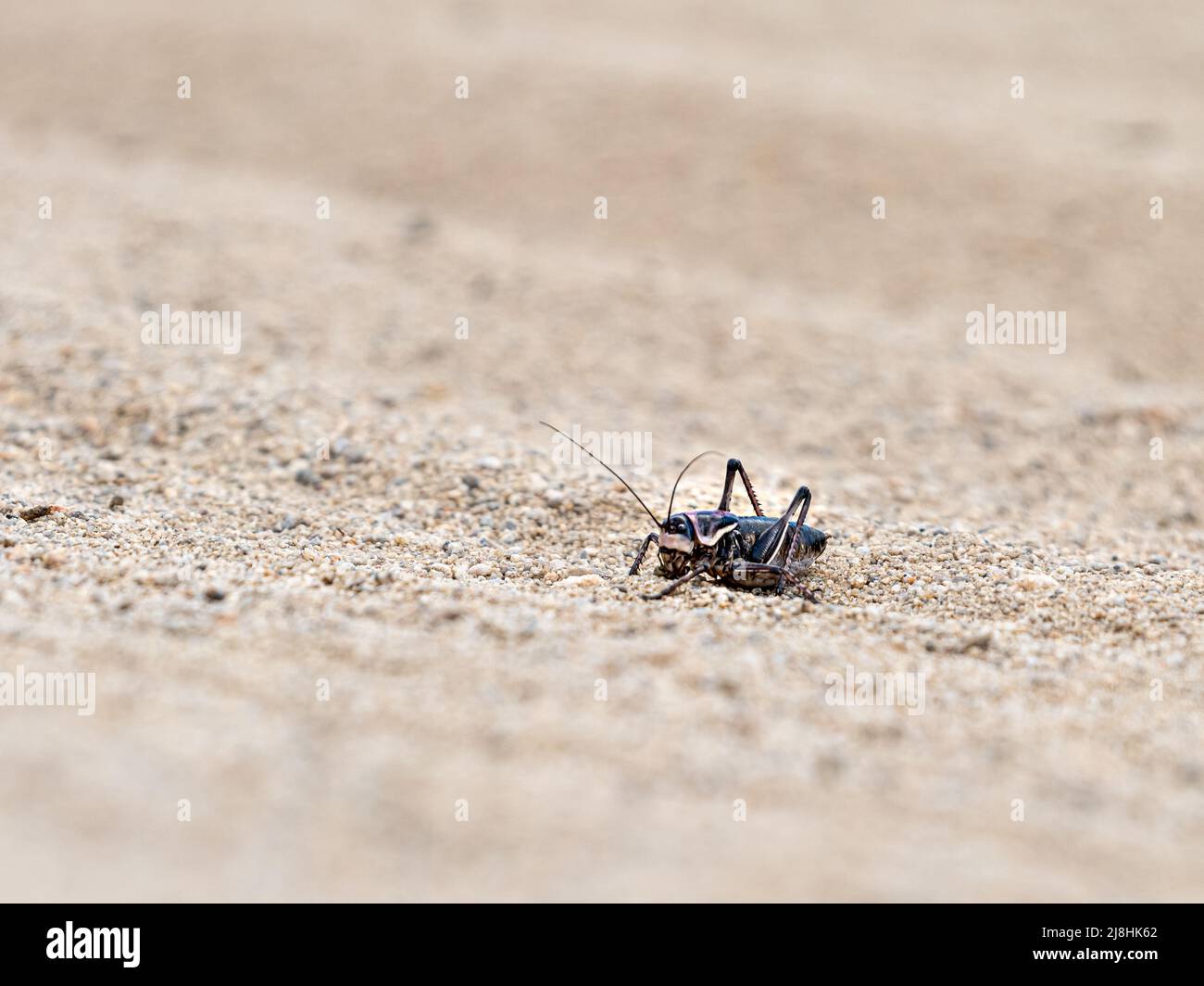 Mormon cricket anabrus simplex hi-res stock photography and images - Alamy