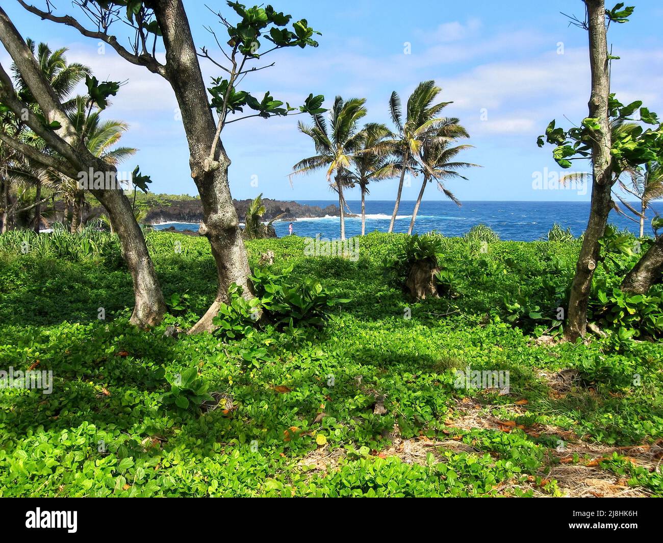 Plants that grow near the ocean hi-res stock photography and images - Alamy