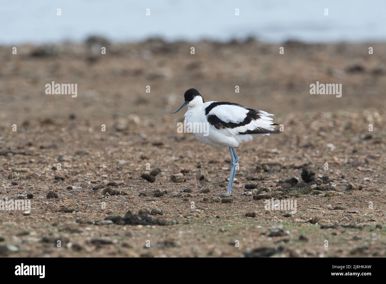 Recurviostra hi-res stock photography and images - Alamy