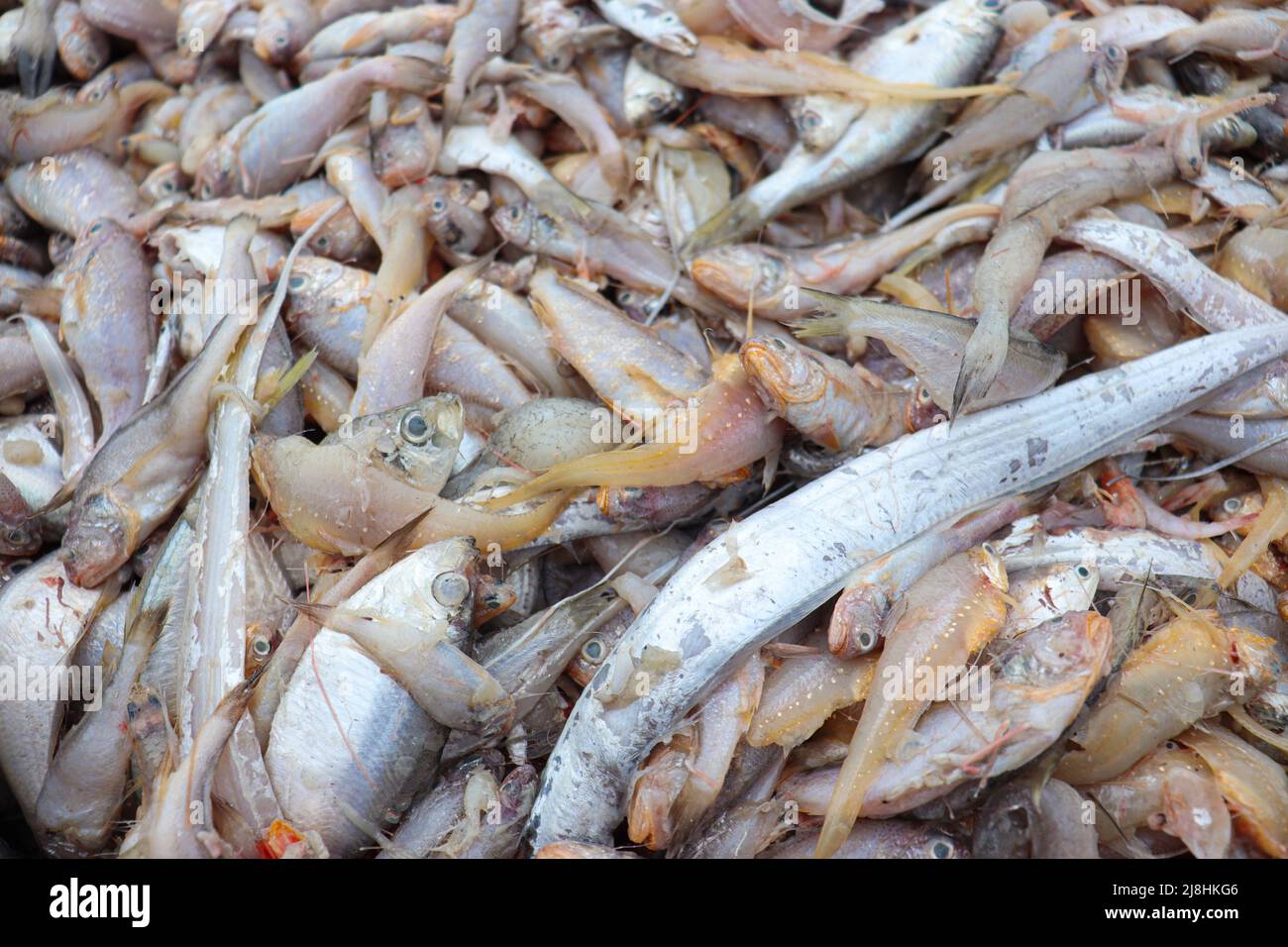 Fish farm aquaculture bangladesh hi-res stock photography and images ...