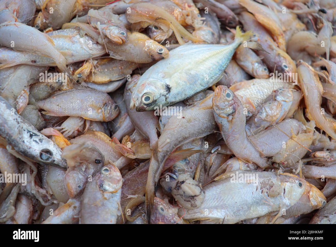 sea fish stock on beach in bangladesh for harvest Stock Photo - Alamy