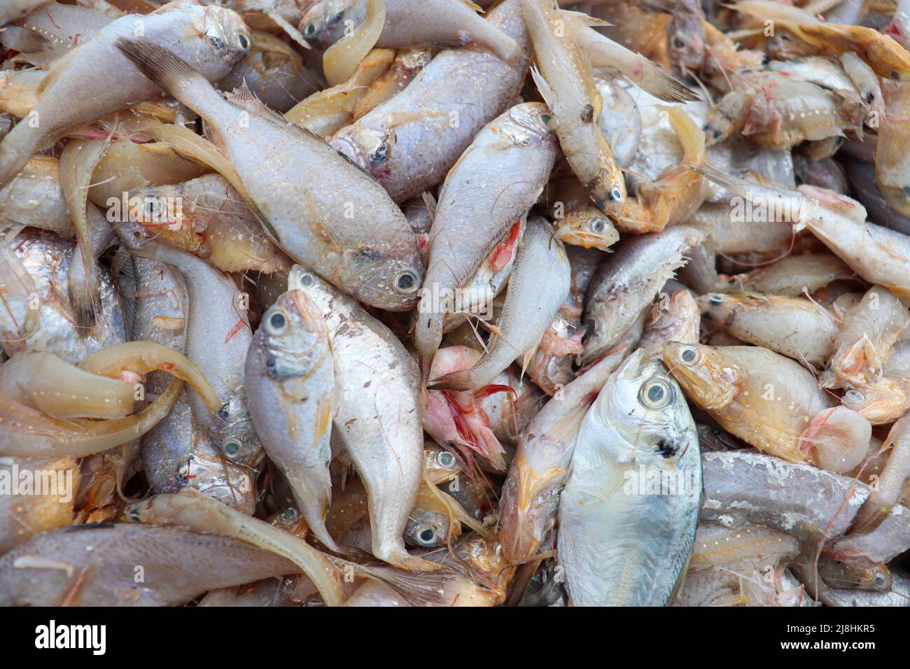 sea fish stock on beach in bangladesh for harvest Stock Photo - Alamy