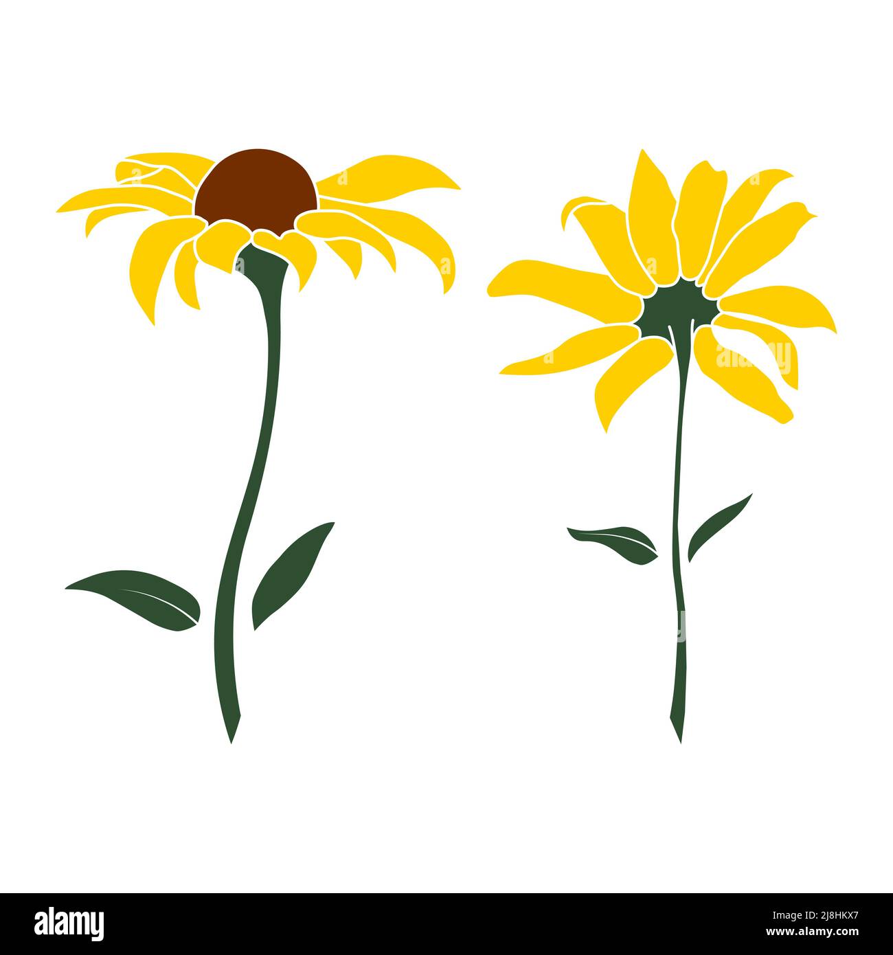 Set of two open heliopsis blossom vector illustration isolated on white ...