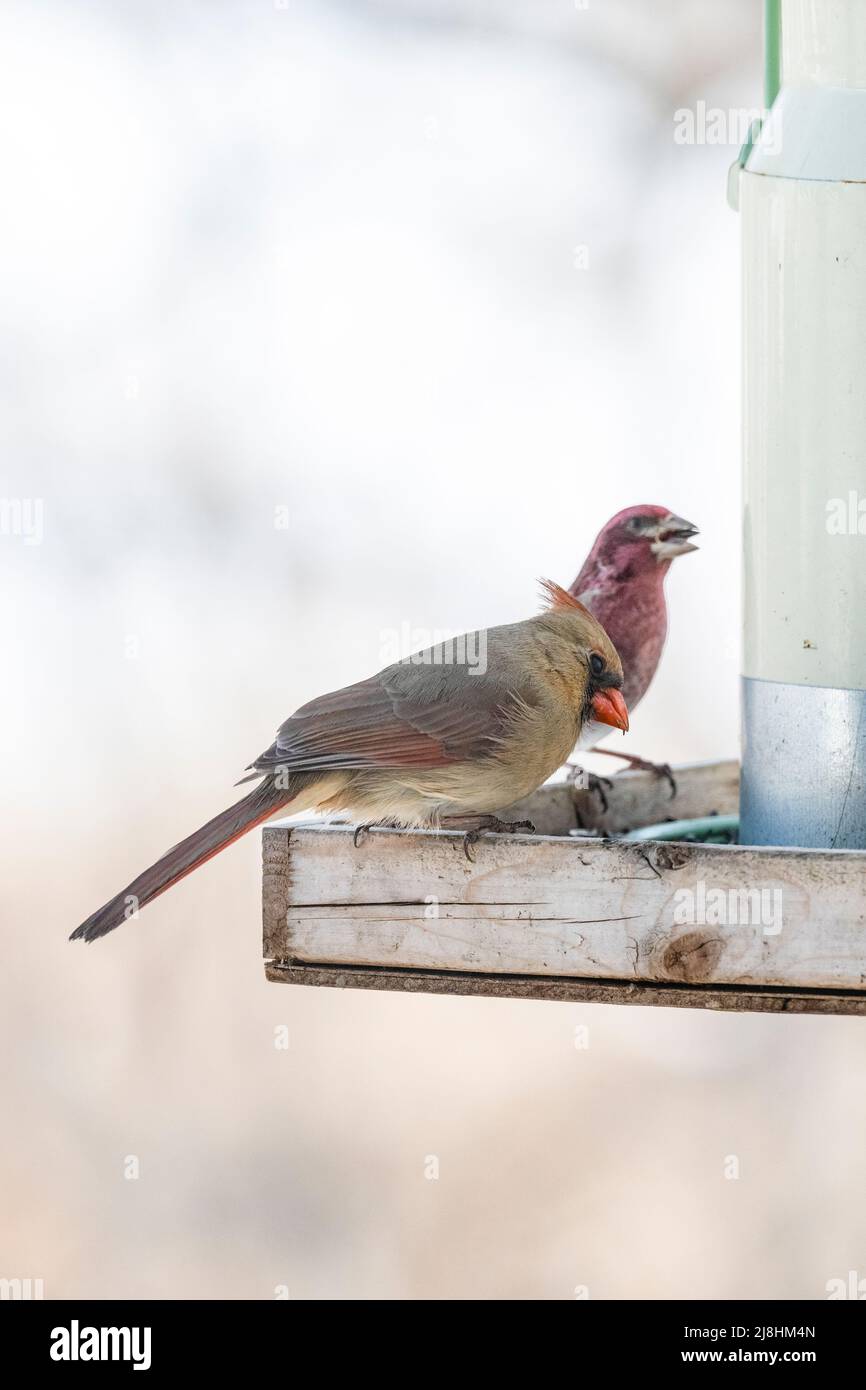 Beautiful female northern cardinal hi-res stock photography and images ...