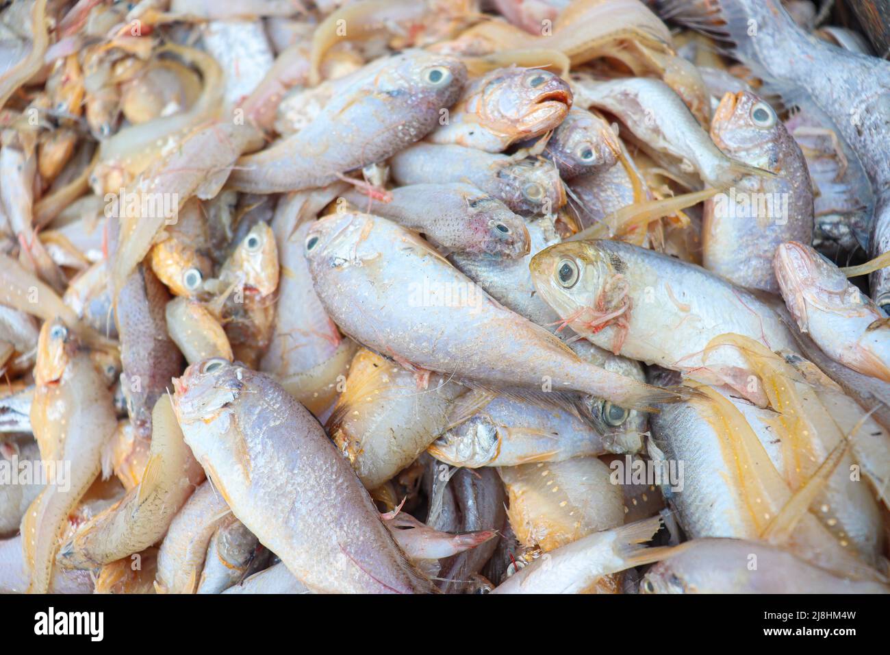 sea fish stock on beach in bangladesh for harvest Stock Photo - Alamy