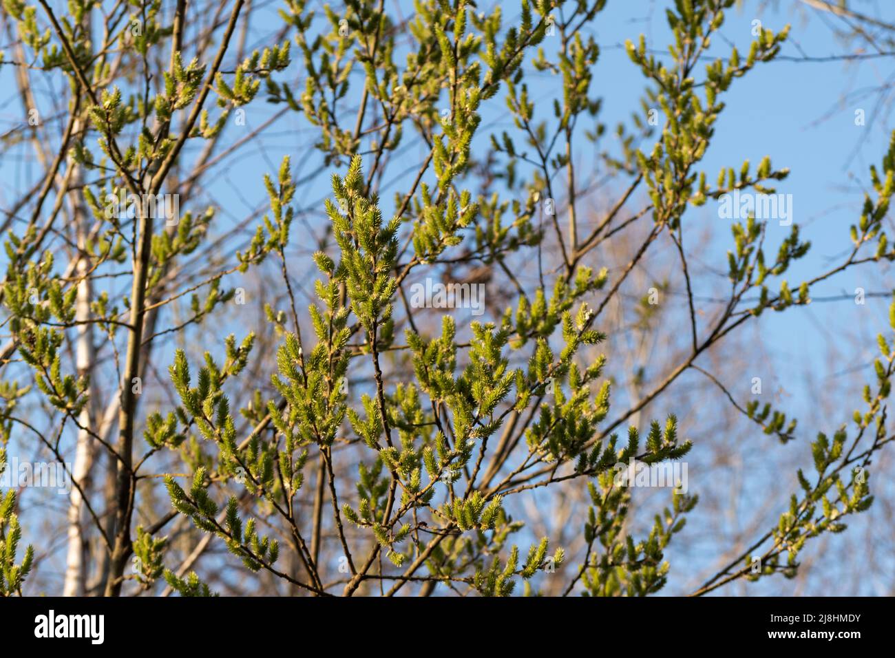 European aspen branch with catkins, tree with green female catkin with ...