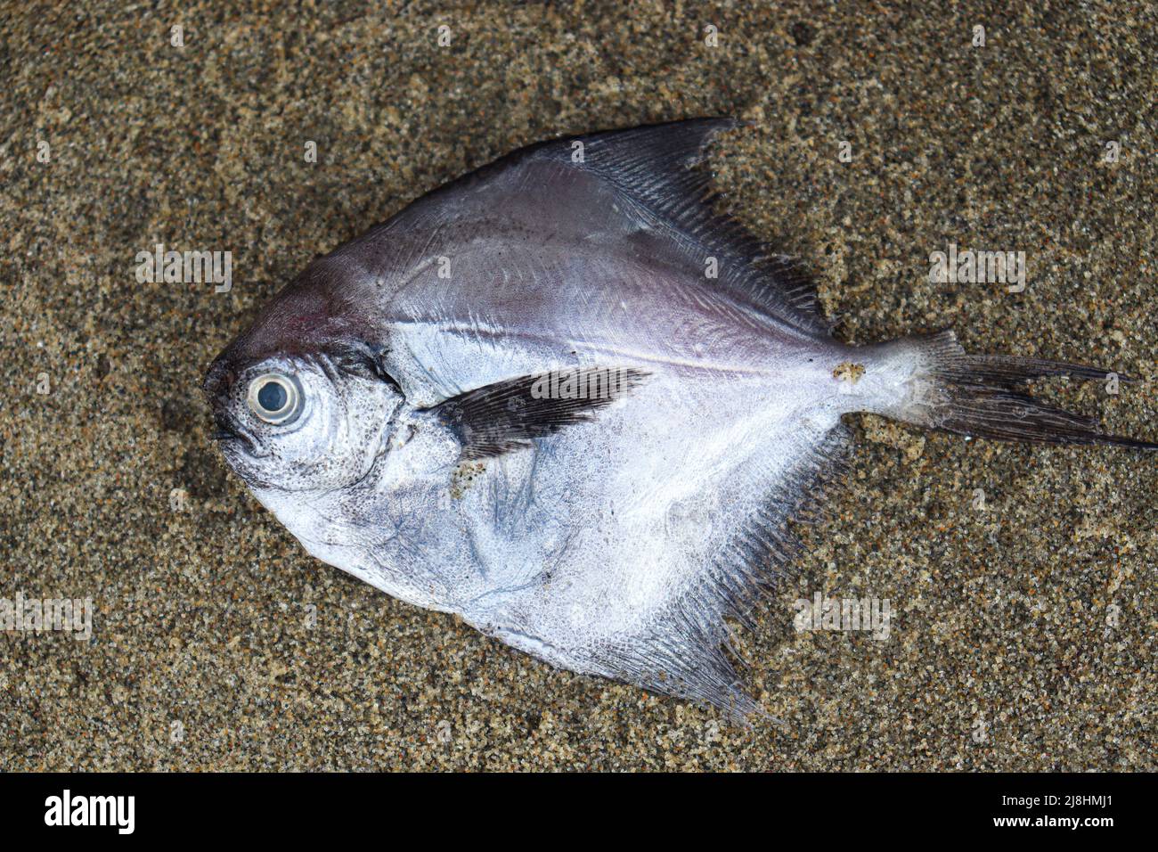 sea fish stock on beach in bangladesh for harvest Stock Photo - Alamy